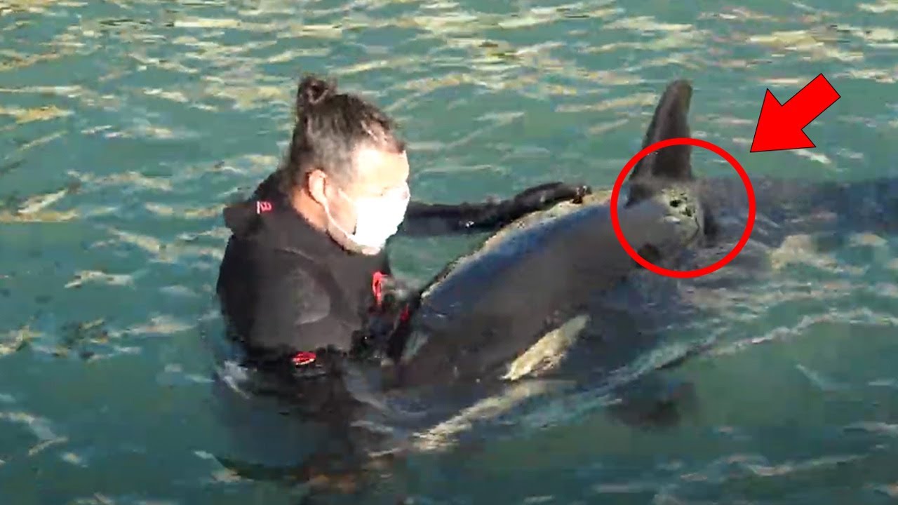 Man Saves Baby Orca Stranded on Rocks, What Followed Was Truly ...
