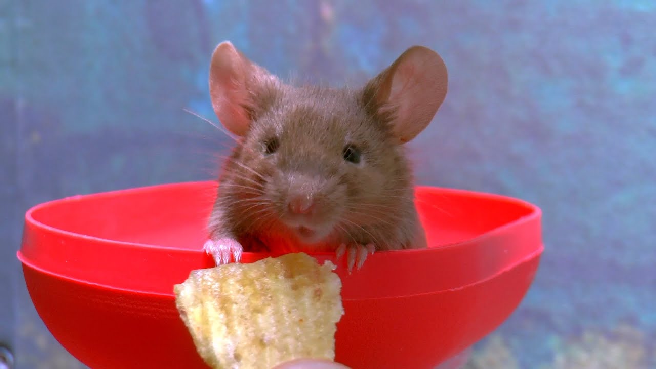So cute. The mouse eats and washes - YouTube