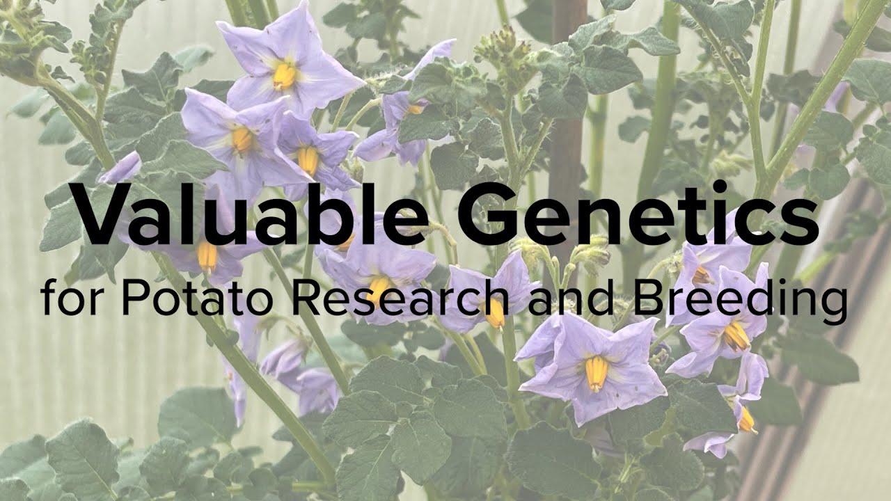 Valuable Genetics for Potato Research and Breeding - YouTube