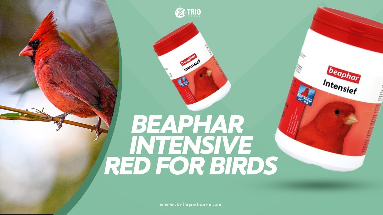 Beaphar Intensive Red | Bird Food | Dubai | UAE - YouTube