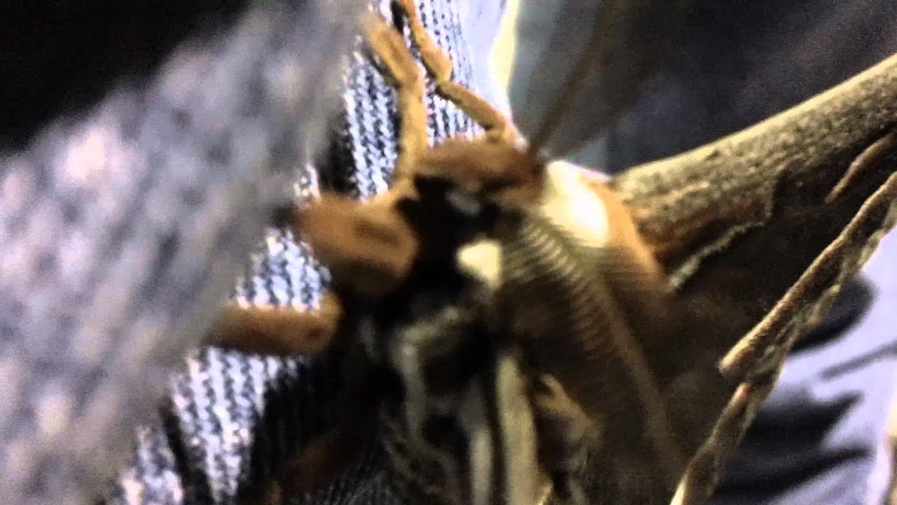 Mothra Attacks - YouTube