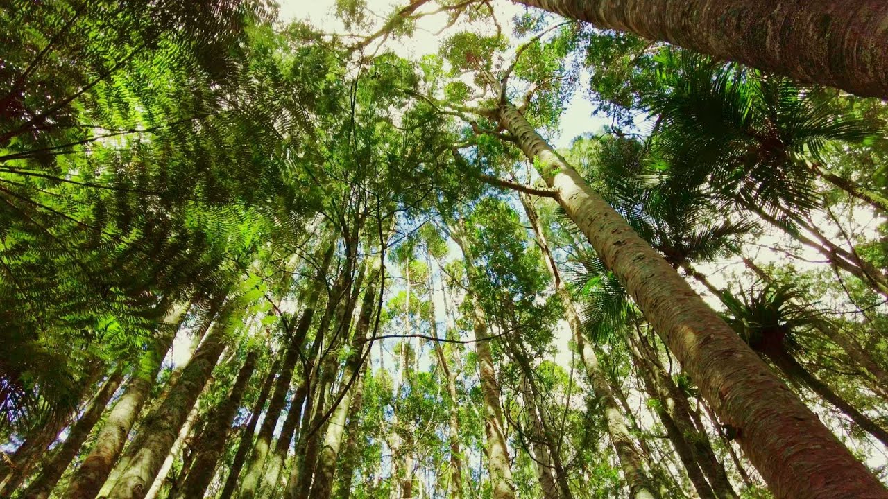 Nature Walk - 800 Year Old Kauri Tree at Parry Kauri Walk - Warkworth ...