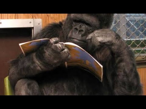 (Hanabiko koko story) Ang matalinong gorilla. - YouTube