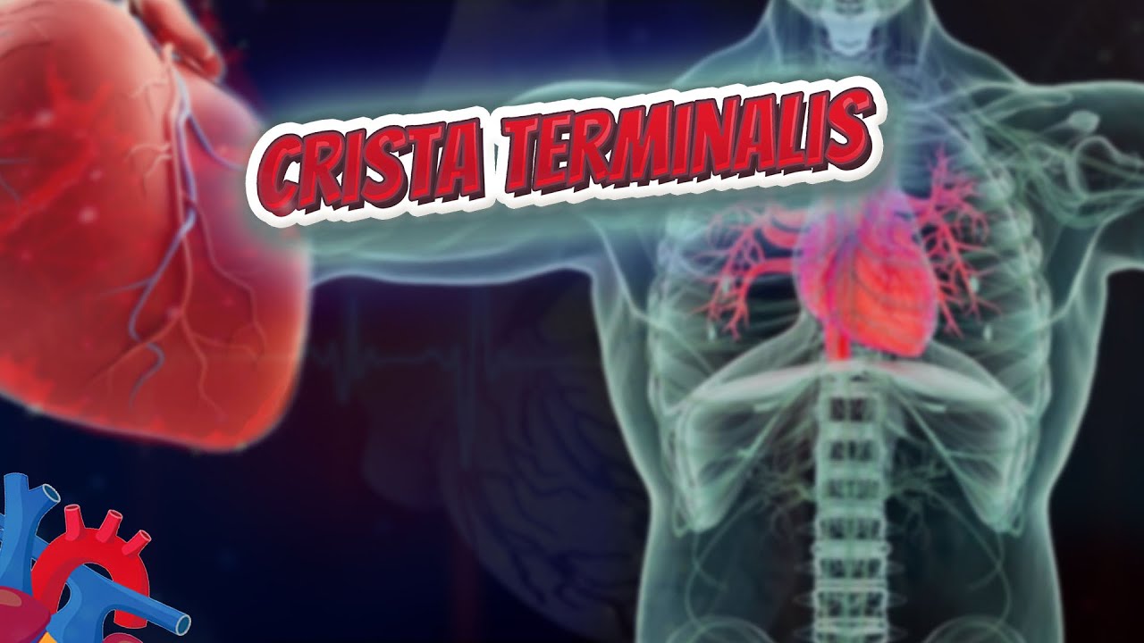 Crista terminalis - Human Heart ️ and Cardiology ️🔊 - YouTube