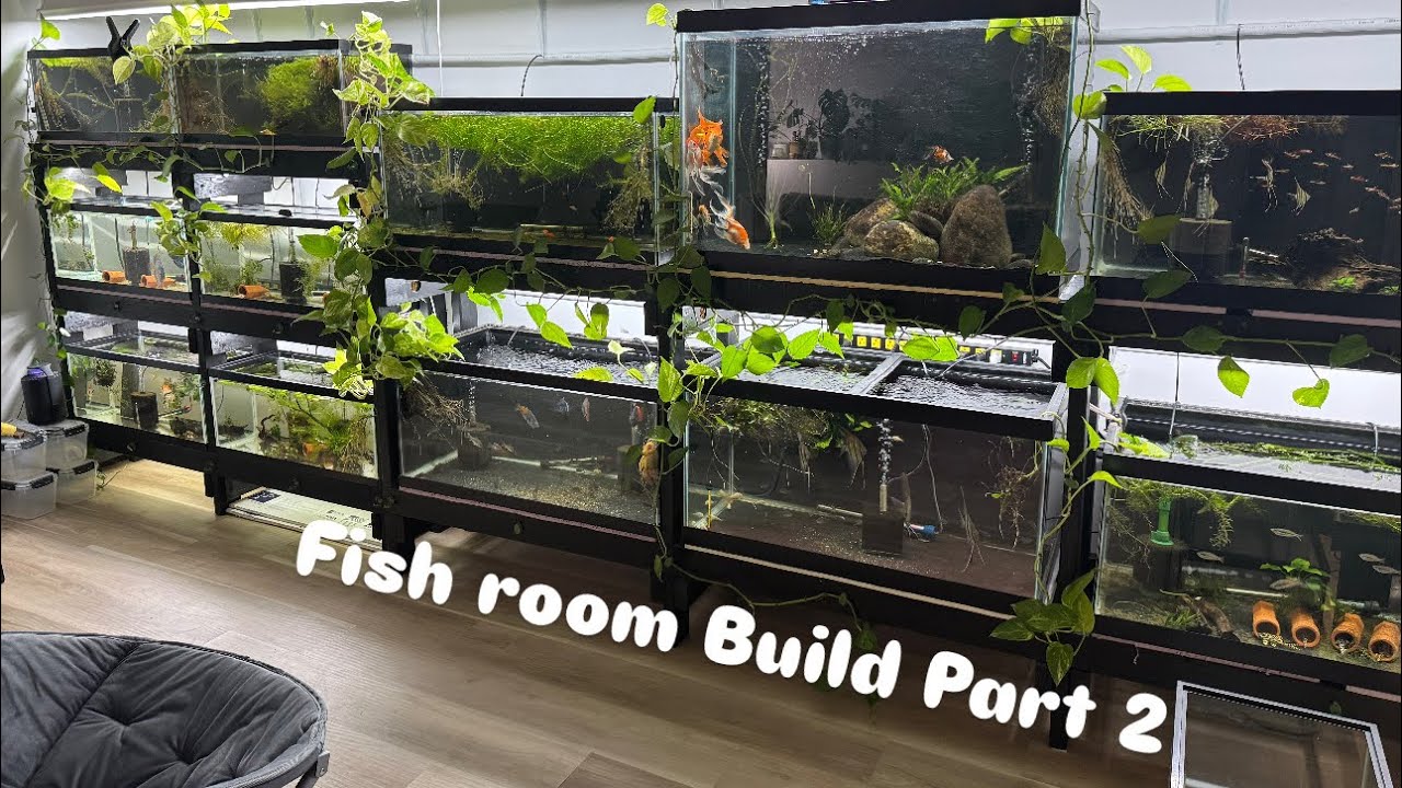 Fish Room Build Part 2 - YouTube
