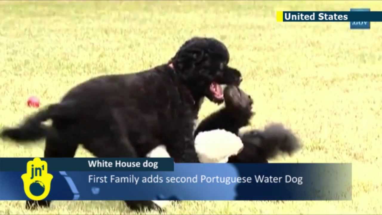 Obama unveils new White House puppy: Sunny joins Bo as Obama's second ...