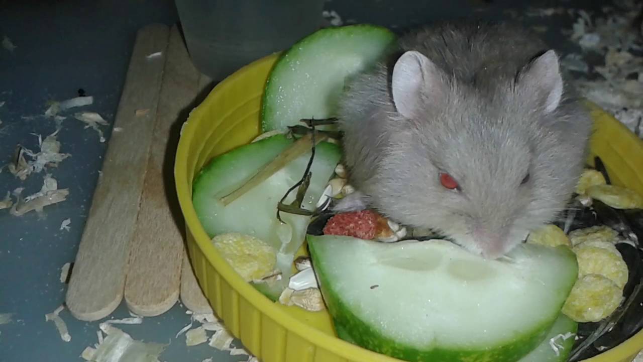 Hamster chillin!! - YouTube