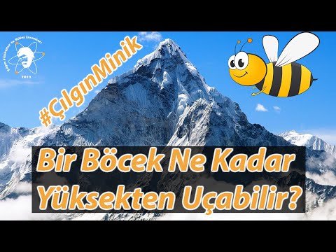 Bir Böcek Ne Kadar Yüksekten Uçabilir? #ÇılgınMinikler 6. Bölüm