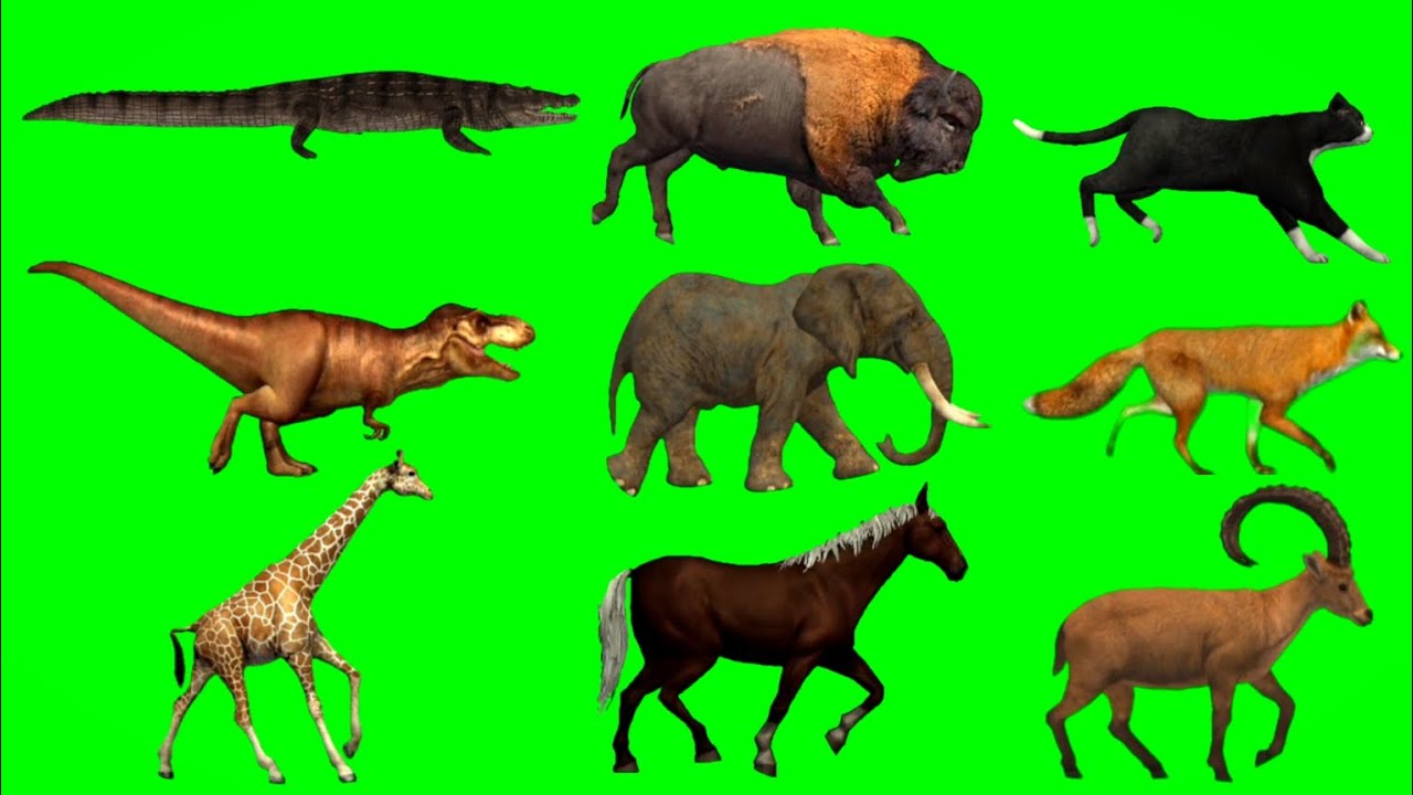 Alligator,Buffalo,Cat,Dinosaur,Elephant,Fox,Giraffe,Horse,Ibex Animals ...