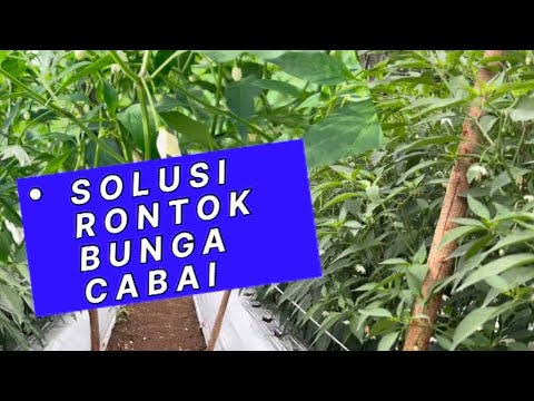Solusi rontok bunga cabai - YouTube