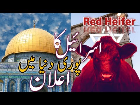 Red Heifer l Red Cow Sacrifice Israel Red Heifer Cow ln lsrael - YouTube