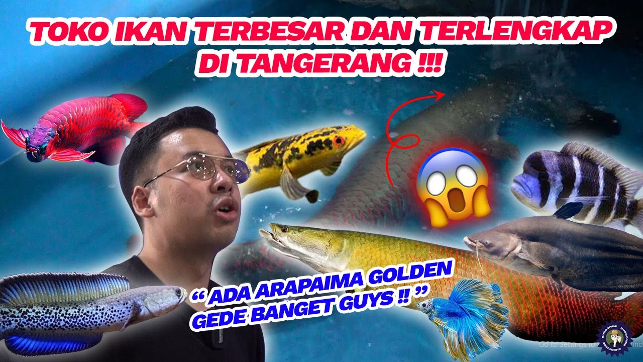ADA IKAN ARAPAIMA GEDE BANGET DI TOKO IKAN TERBESAR DAN TERLENGKAP DI ...