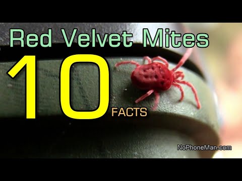 10 Interesting Facts About Red Velvet Mites (Trombidium Holosericeum ...