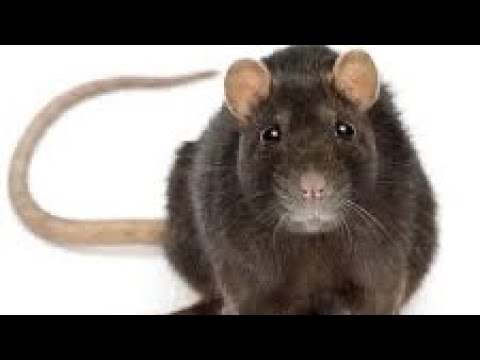 Ricky Rat (chap 1) - YouTube