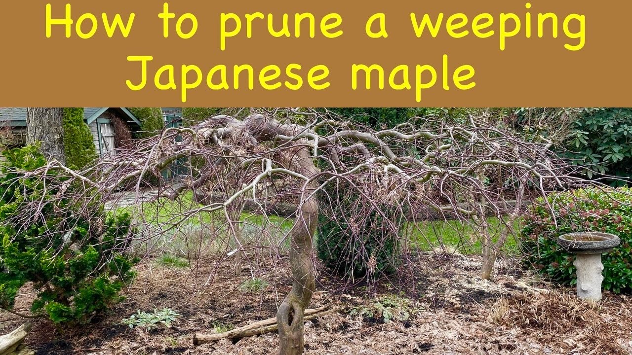 How to prune a weeping Japanese maple, step by step - YouTube