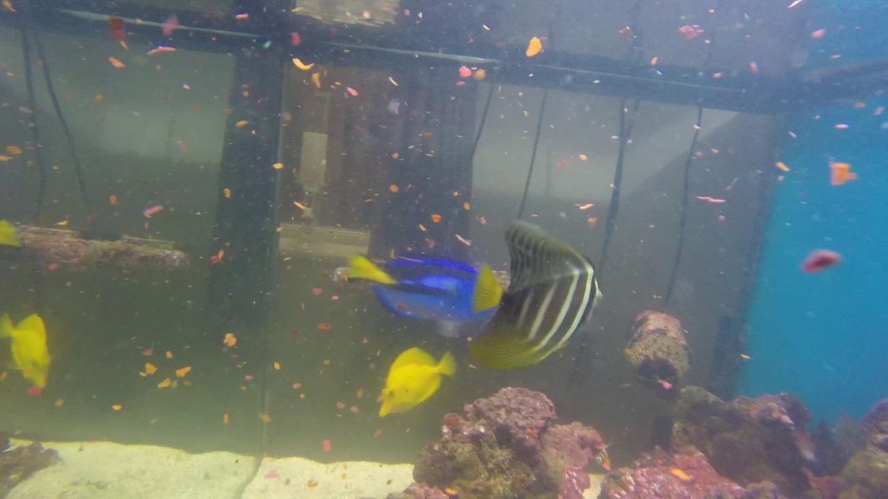 Tangs Feeding (Royal Tang, Yellow Tang + Sailfin Tang) - YouTube