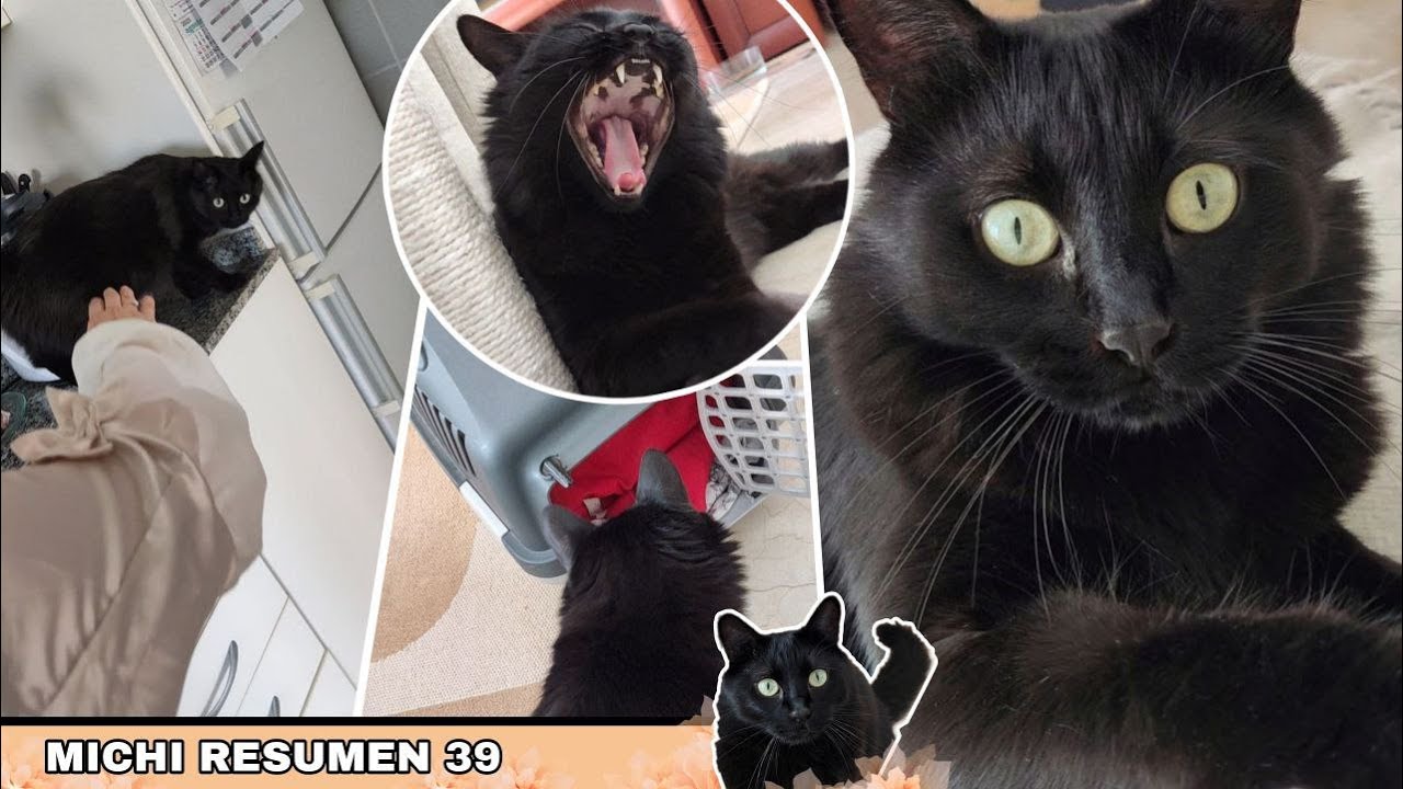 MICHI RESUMEN 39. Recopilatorio de la semana. - YouTube