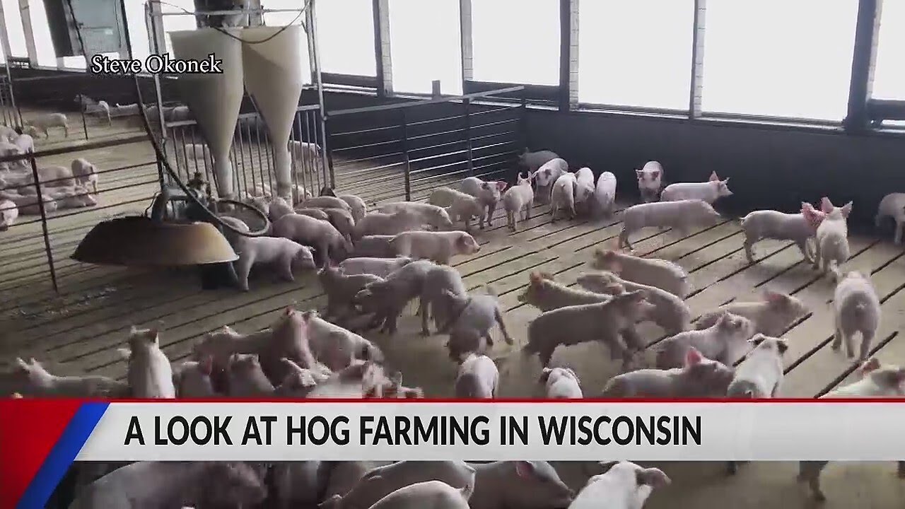 Hog farming in Wisconsin - YouTube