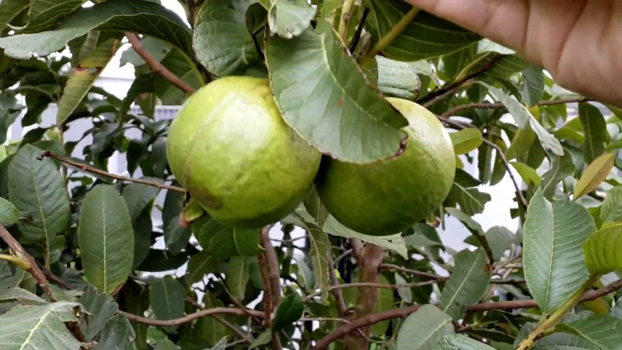 GUAVA in Australia it doing well even though in winter for tropical ...