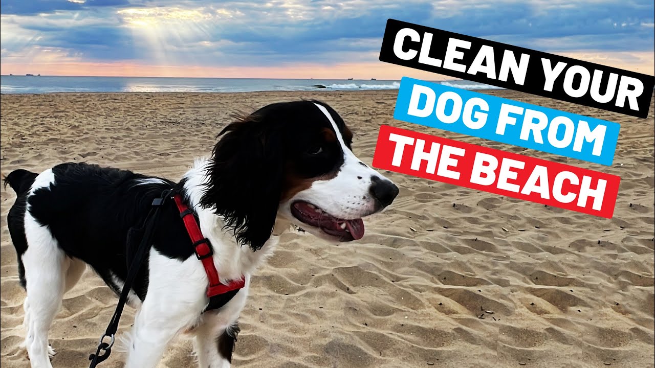 How To Clean Your Dog When Leaving The Beach To Avoid Sand Everywhere ...
