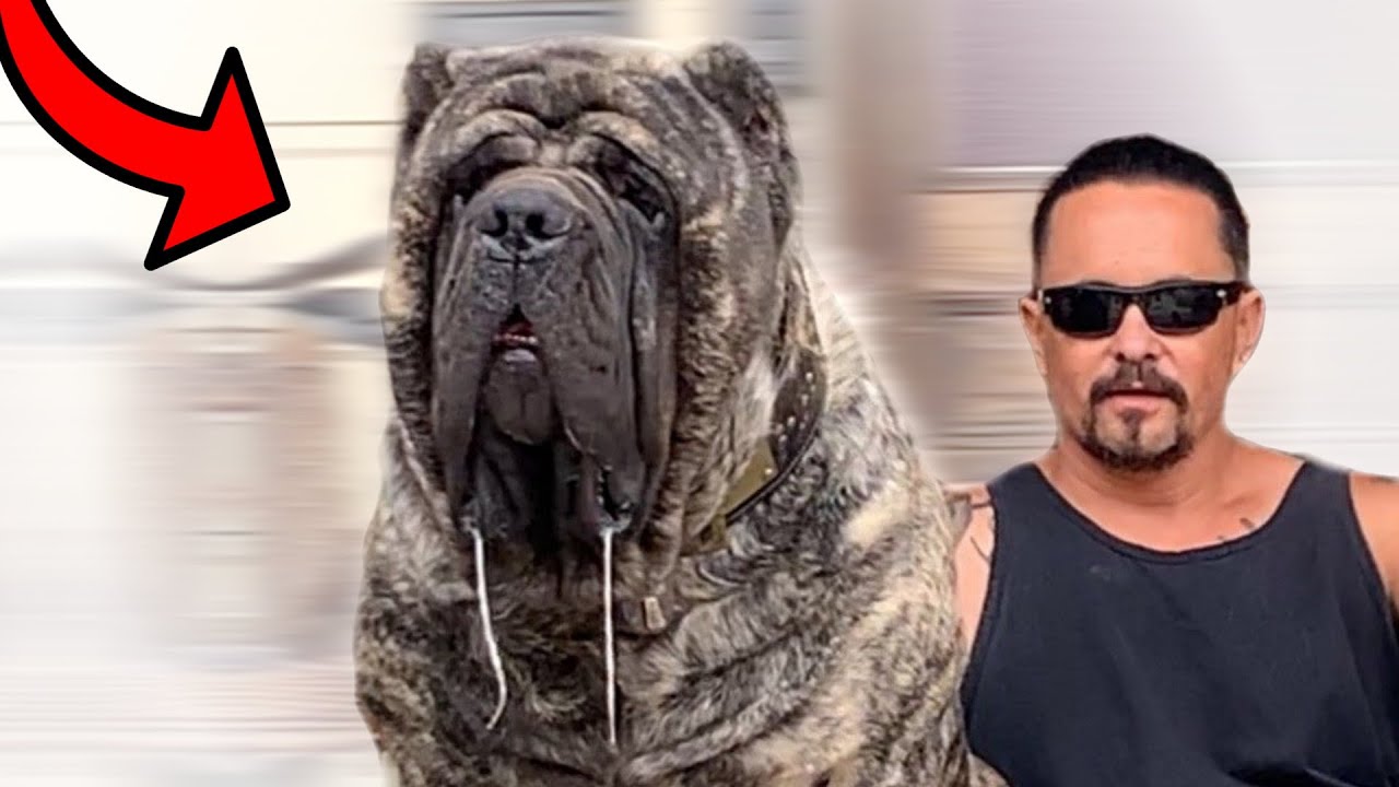 10 Most Unknown and Game Changing Dog Breeds - YouTube