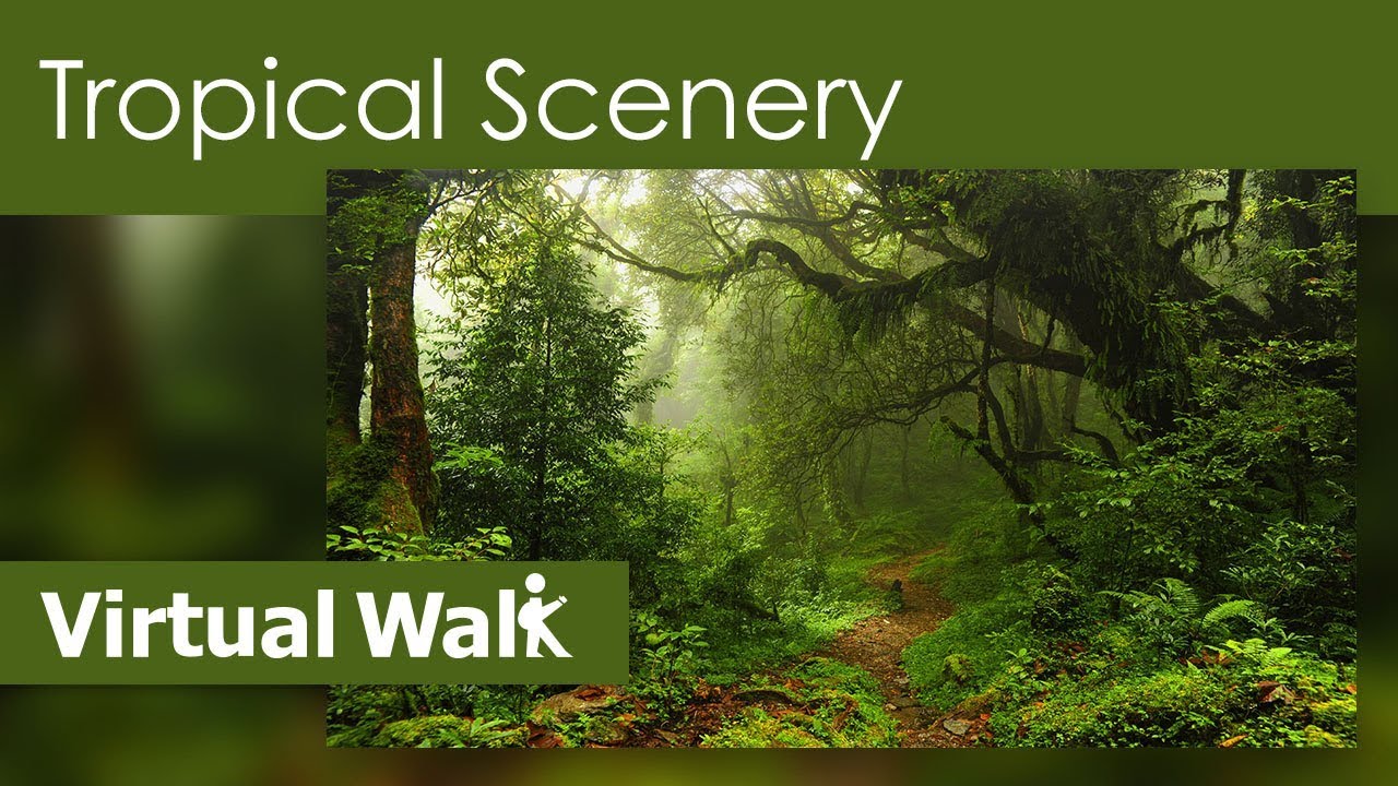 Fitness Journey Tropical Scenery - Video For Reduce Stress To Get You ...