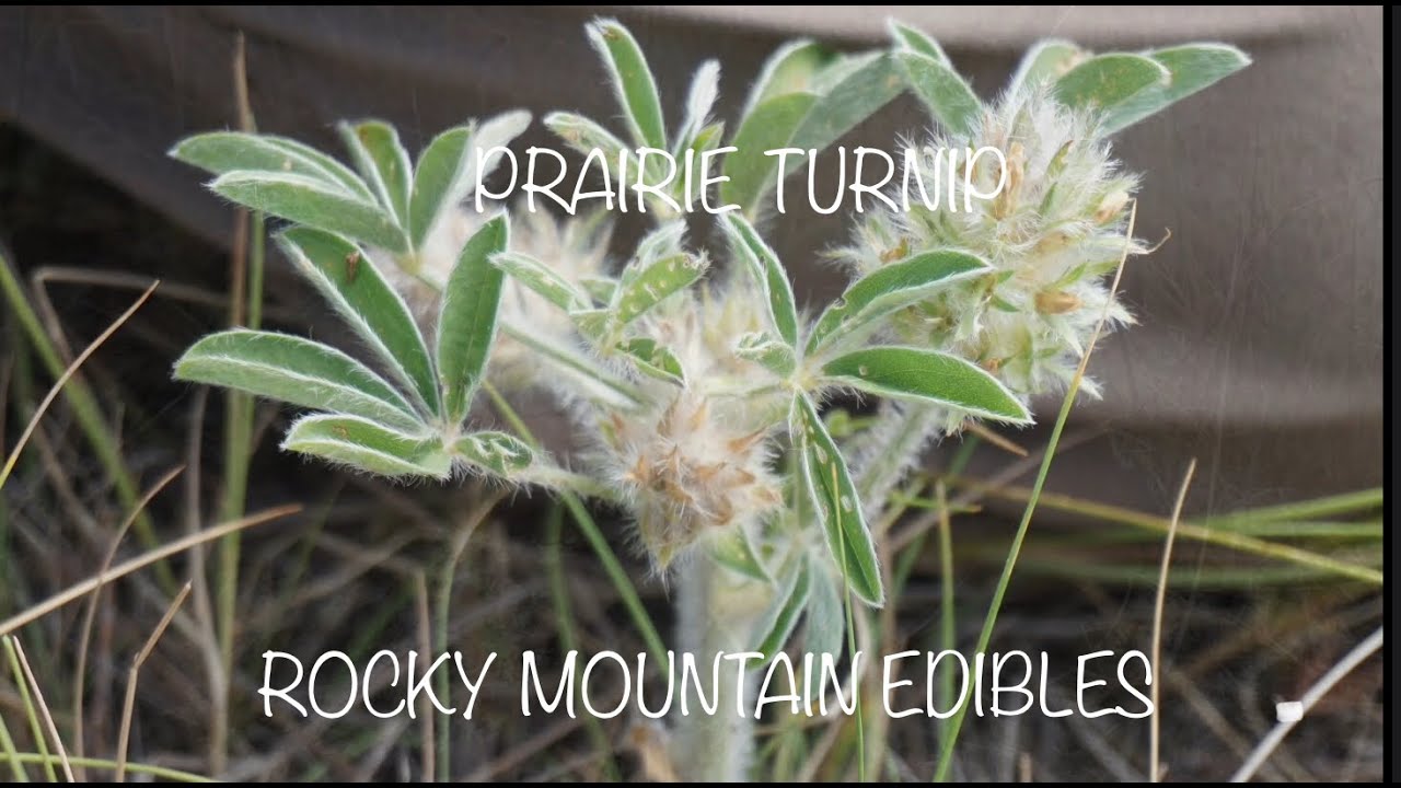 #1 Survival Plant of the Great Plains: Prairie Turnip (Part 1) - YouTube