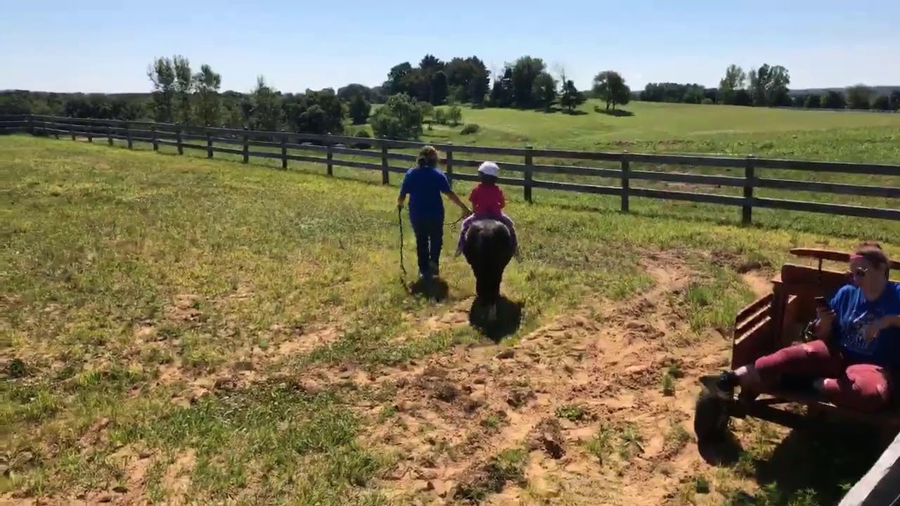 Mini-horse Ride - YouTube