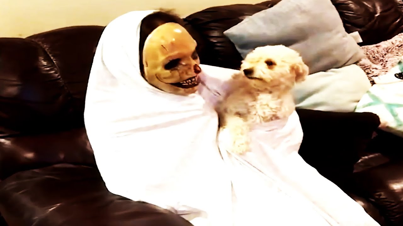 Funny Animals Video - Human vs Animals - Unbelievable moments Of ...