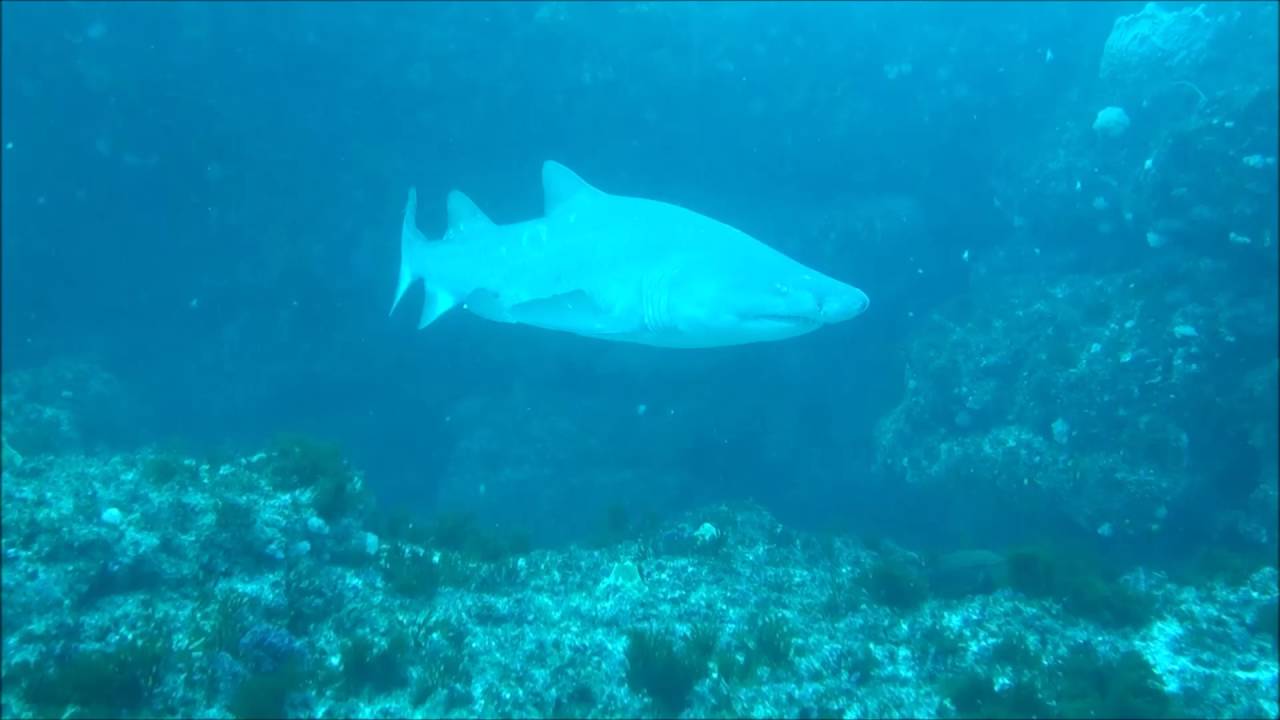 ragged tooth shark (raggie) - YouTube