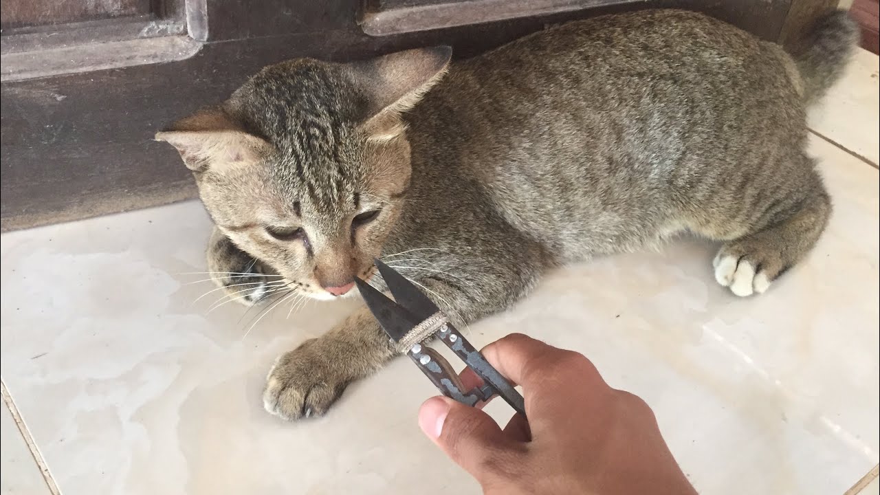 Animal cat | Cat so cute poor cat it’s a cute cat | Cat pich |part 249 ...