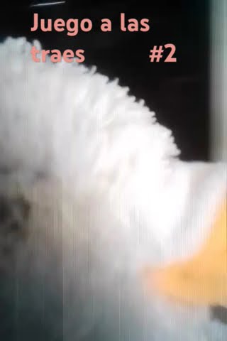 Juego a las traes parte 2 - YouTube
