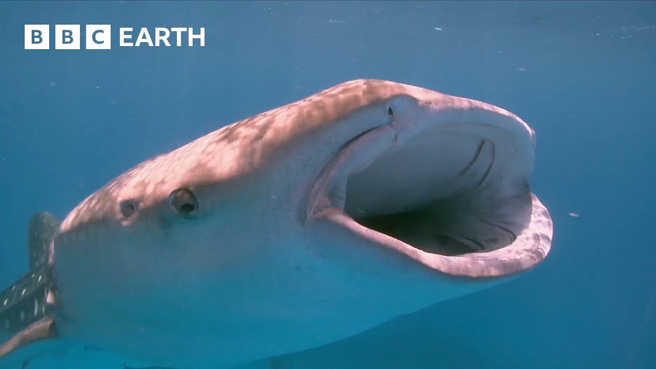 Why Are Plankton So Crucial to Life on Earth? | How Nature Works | BBC ...