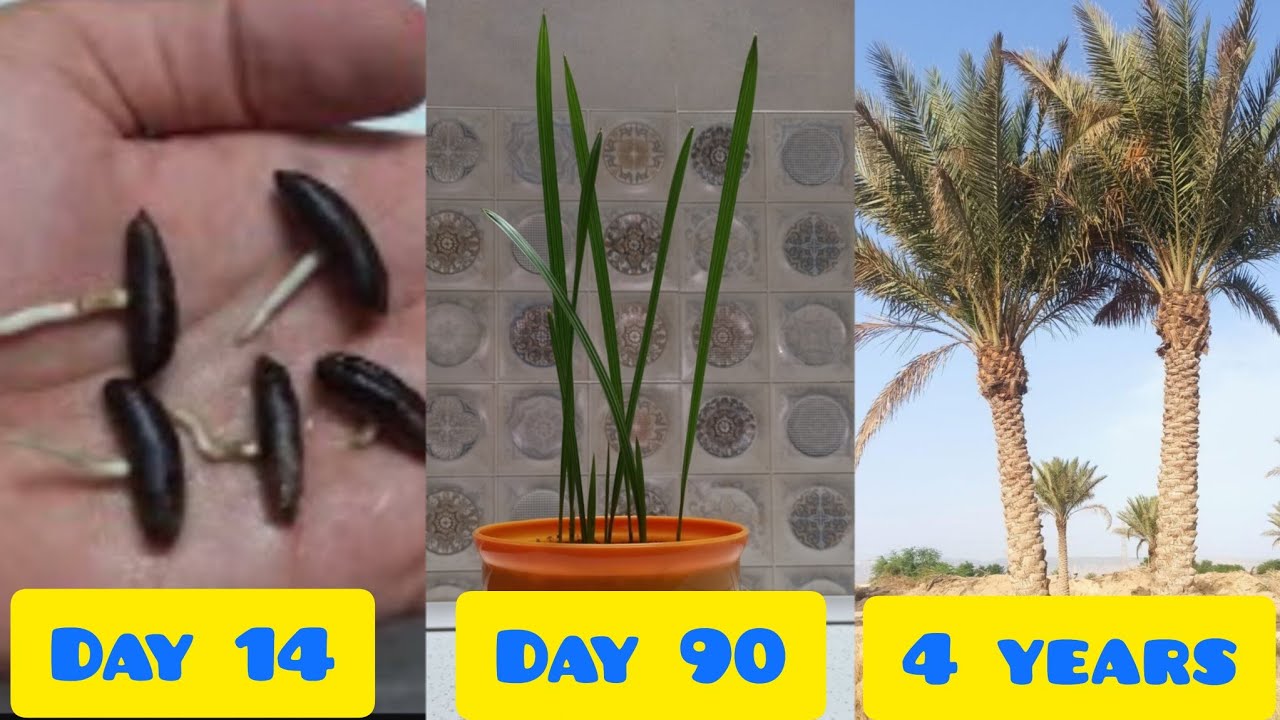 Turn each date into a palm tree ,How to grow date seeds into a palm ...