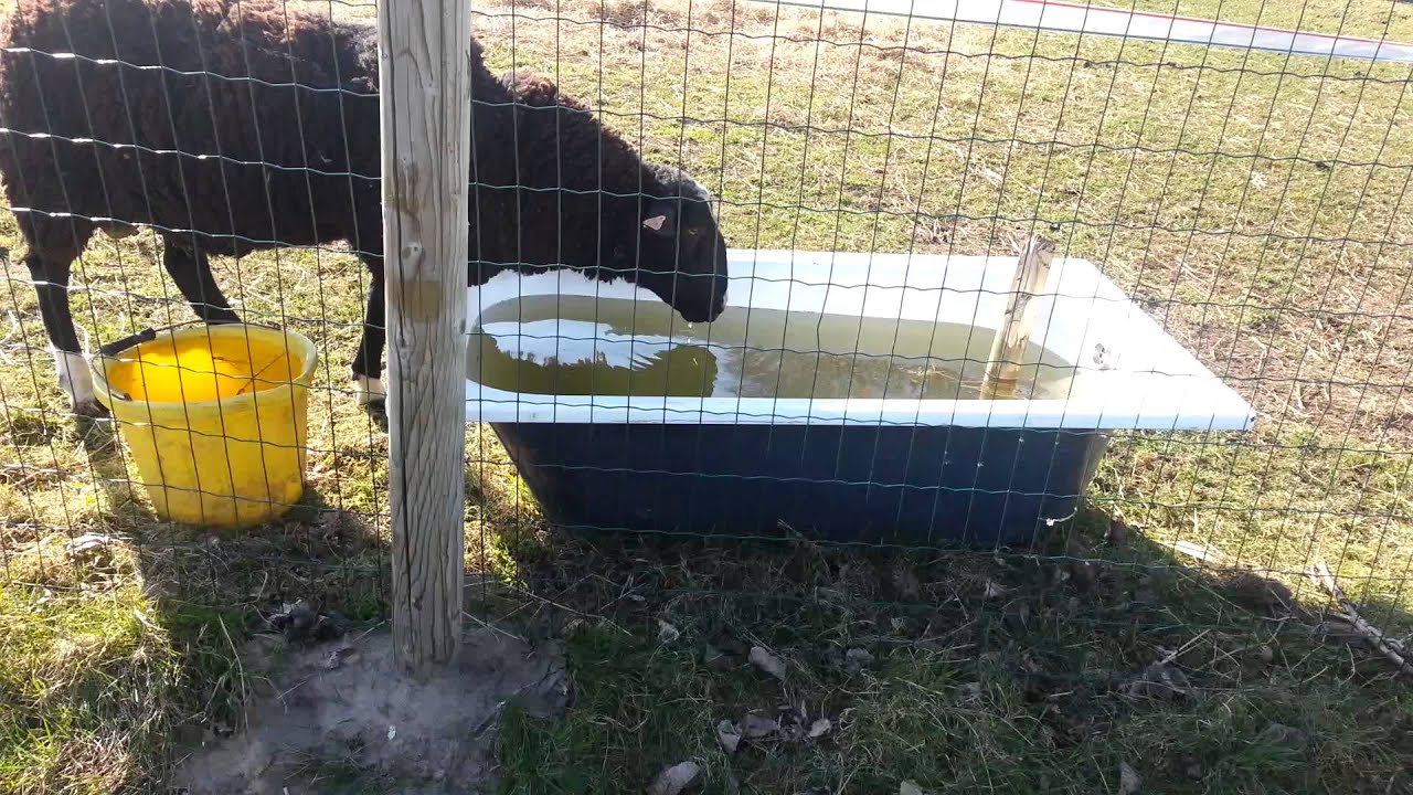 Burping Sheep!!! - YouTube