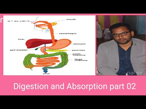 Class 11 part 2 digestion and absorption - YouTube