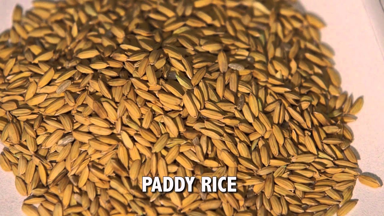 Milling Rice in the Riverina - YouTube