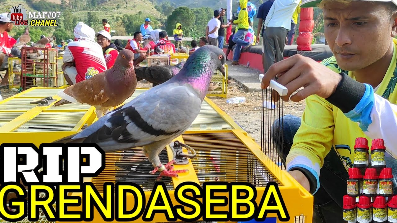 🔴RIP GRENDASEBA NRL TEAM// MERPATI KOLONG NUSANTARA BERDUKA//TRAGEDI ...