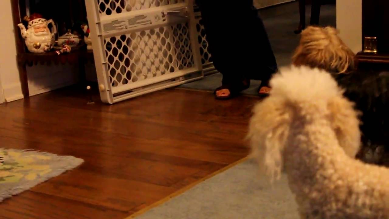 Poodle Scared Of Floor - YouTube