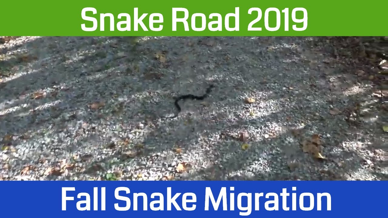 Fall Snake Migration at LaRue Pine Hills Snake Road in Southern ...