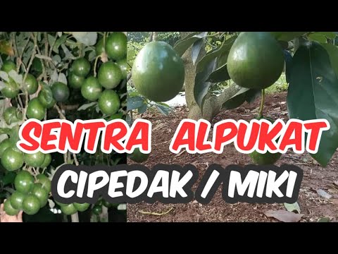 JALAN JALAN KE SENTRA PERKAMPUNGAN ALPUKAT CIPEDAK II MIKI - YouTube