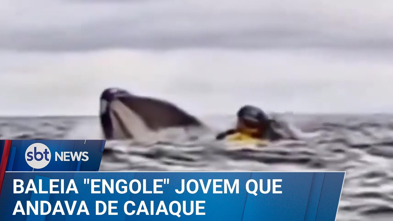 Baleia engole e solta jovem que andava de caiaque no Chile | #SBTNews ...
