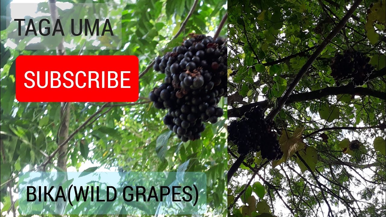 V010-Wild grapes|BIKA|Libring protas sa uma|S.J Iloilo - YouTube