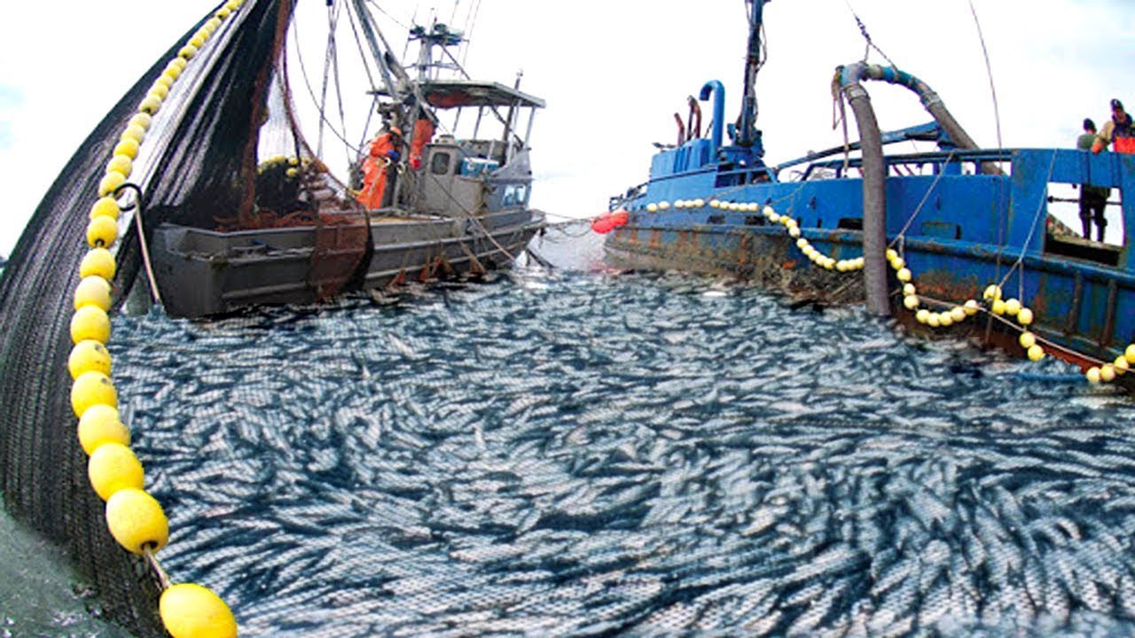 Big Net fishing, Trawler fishing in the Sea - Factory Processing on a ...