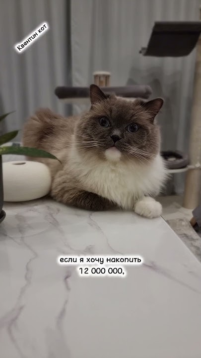 Всё логично и просто😺#популярное #шортс #топ #юмор #смешныевидео # ...