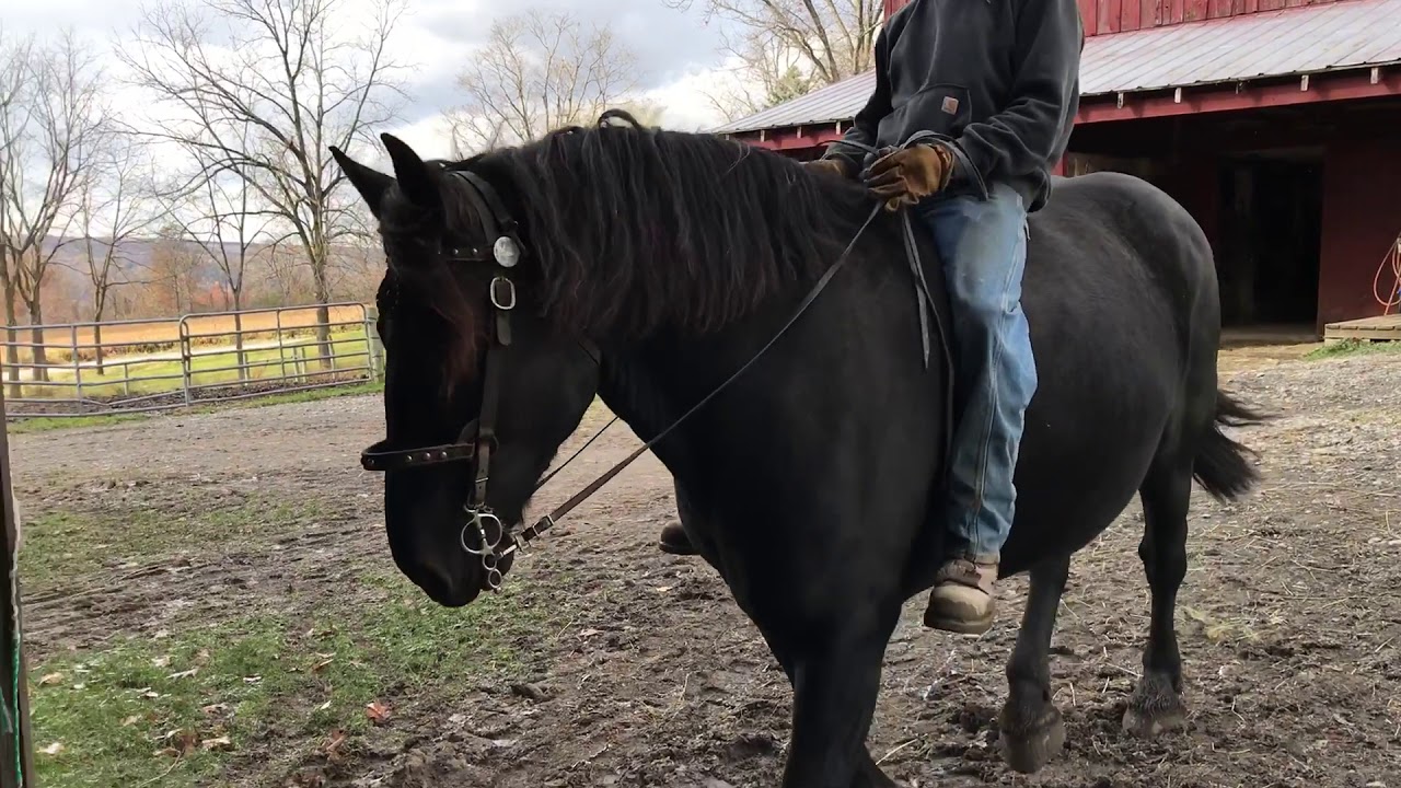Rafter R Ranch Percherons Annalee - YouTube