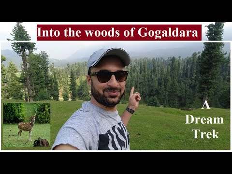 Into the woods of Gogaldara Kashmir | A dream trekking destination ...