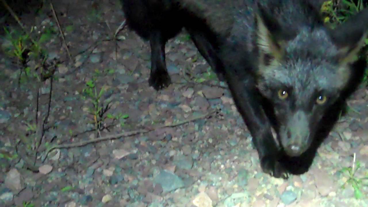 Silver Fox loves dog food - YouTube