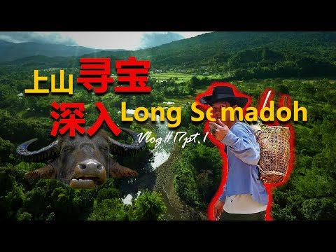 【上山寻宝/深入Long Semadoh Cari Makan】Anak Borneo Vlog#17pt.1