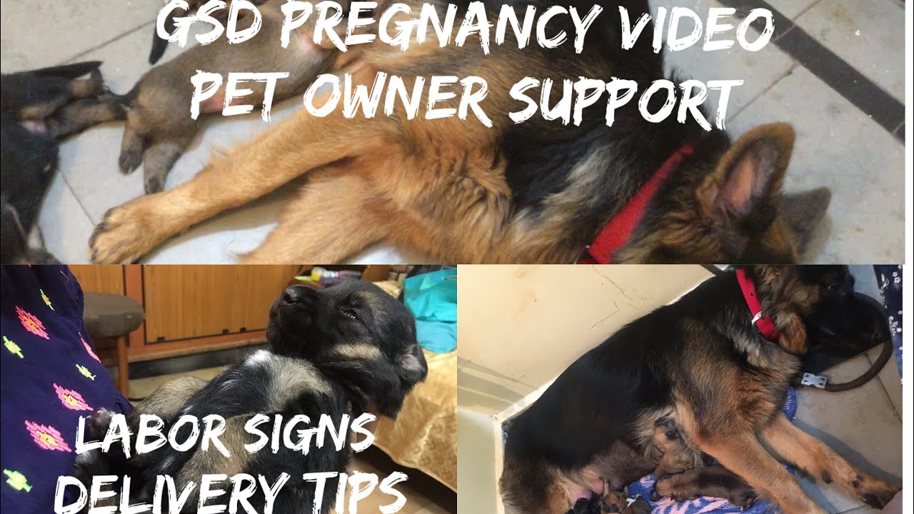 Dog giving birth to 7 puppies - YouTube